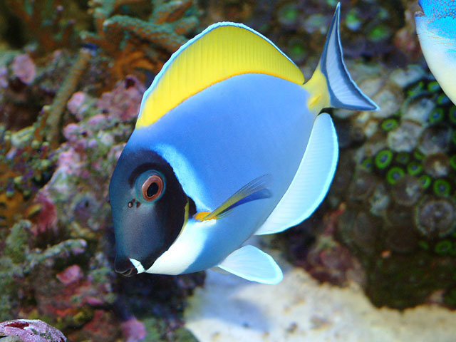 Blue Naso Tang