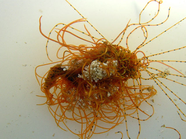 Help with ID? : r/ReefTank