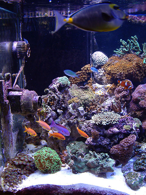 Ecotech Marine Vortech Mp40w pump review | Melev's Reef
