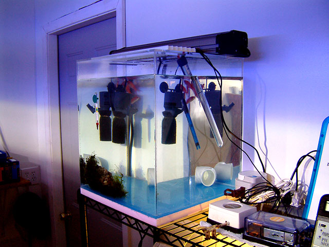 How To Properly Quarantine Fish - Shark & Ray Central