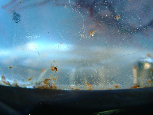 Melev's Reef - MACNA XVII